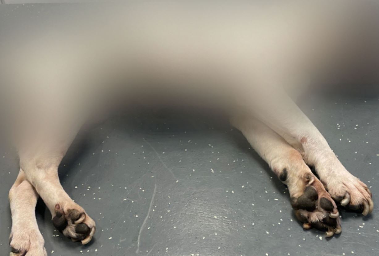 Vrouw brengt ernstig verwaarloosde dode hond naar dierenarts | 112 ...