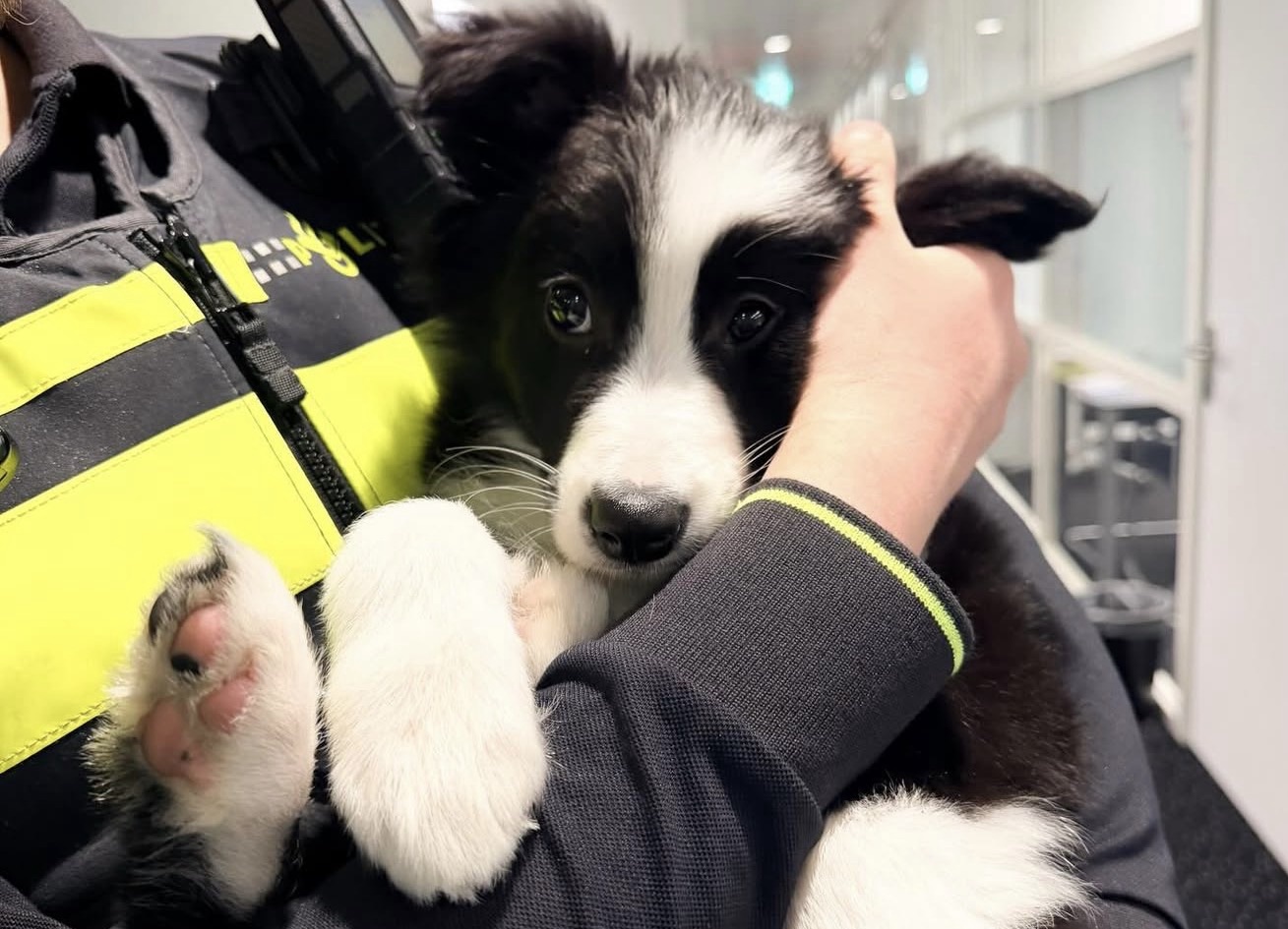 Jonge pup op ijskoud balkon achtergelaten; “Puppy piepte en jankte ...